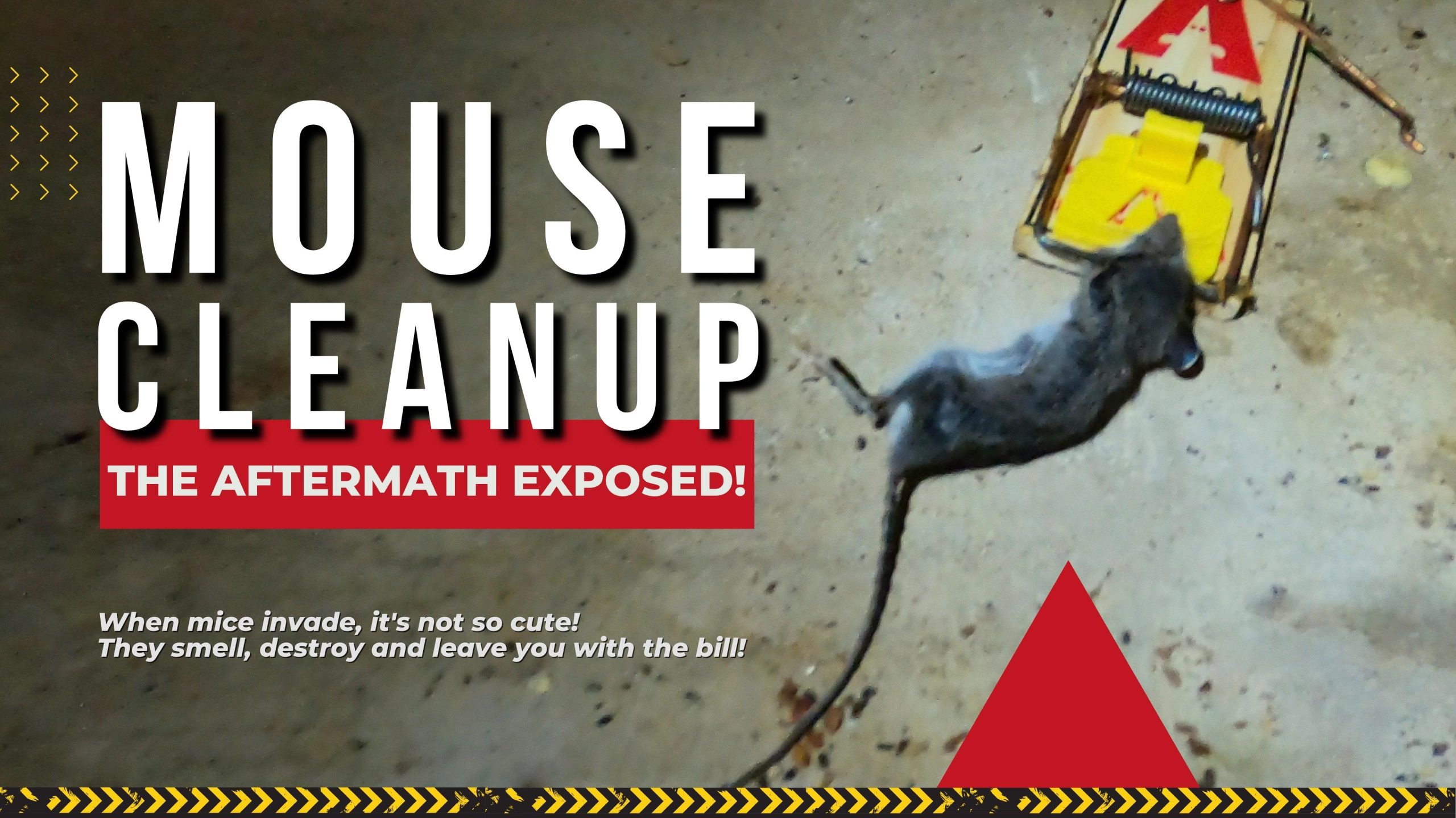 Mouse Infestation Cleanup | The Aftermath Exposed! - Mice Hunters
