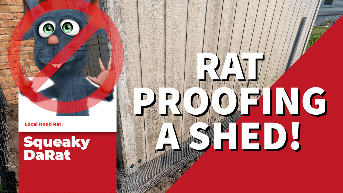 How to RAT PROOF A SHED | How to keep rats out! - Mice Hunters