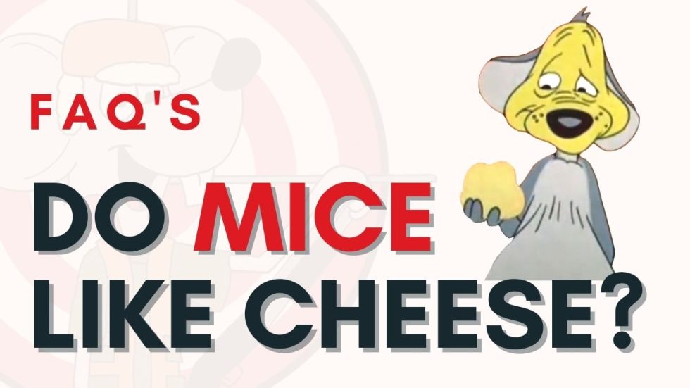 Do Mice Like Cheese? Fact or Fiction? - Mice Hunters