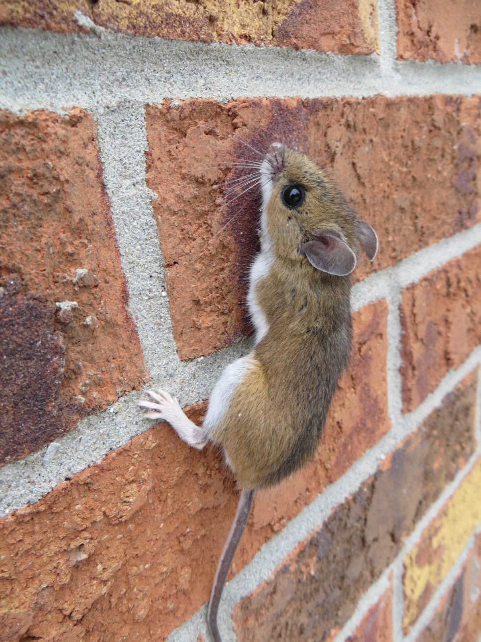 FAQ | Can Mice Climb Walls? - Mice Hunters