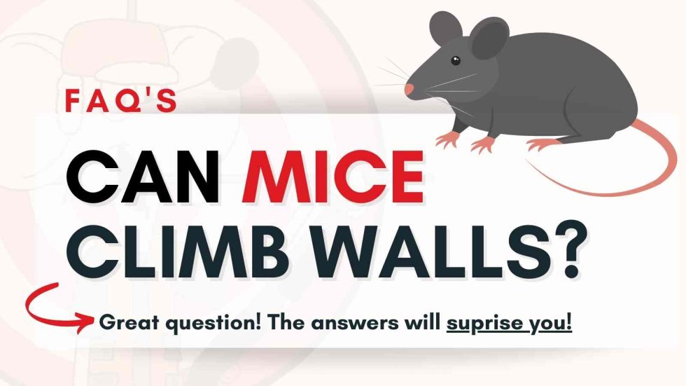 FAQ | Can Mice Climb Walls? - Mice Hunters