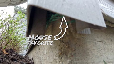 The Ultimate Mouse Proofing Solution | Galvanized Sheet Metal - Mice ...